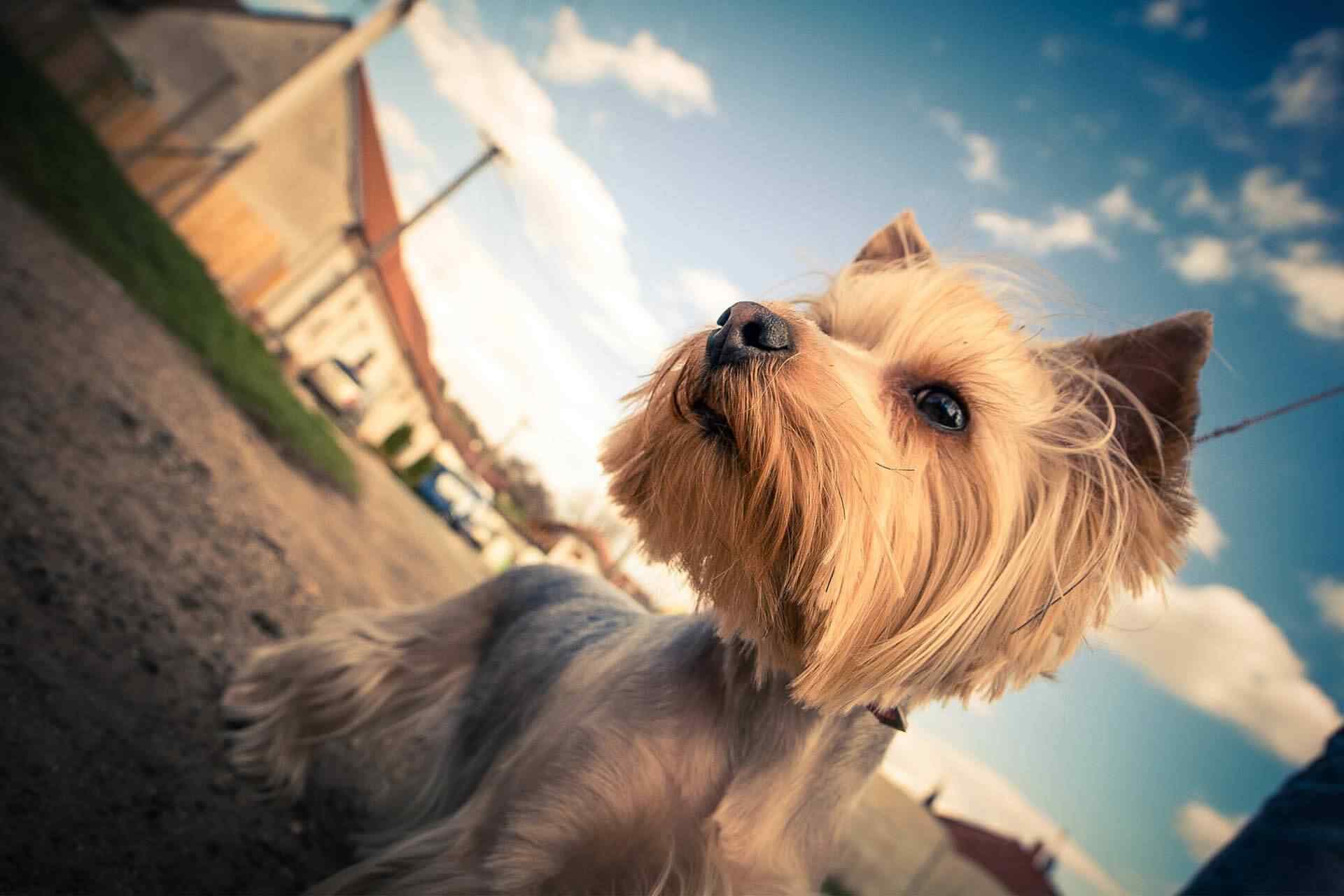 Lulu - A Therapy Dog, Comforts Grieving Families - DocReviews